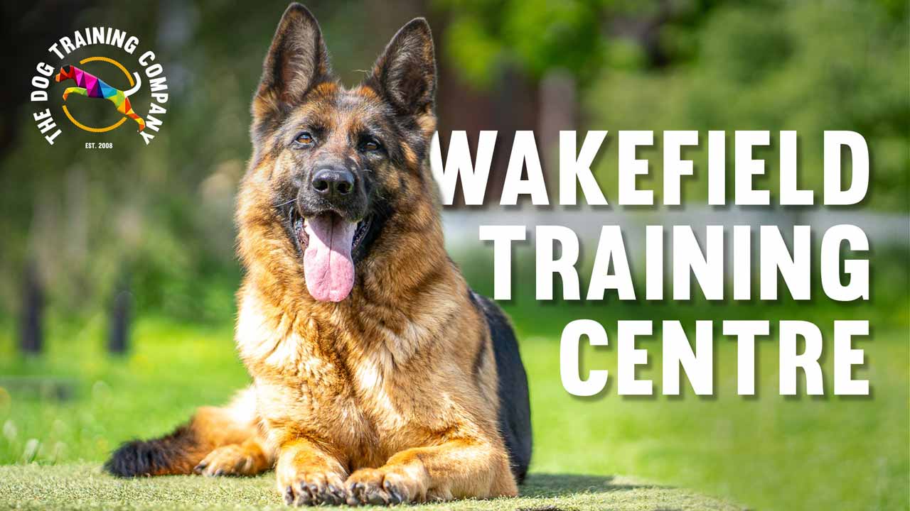 Need Dog Training in Wakefield? - The Dog Training Company