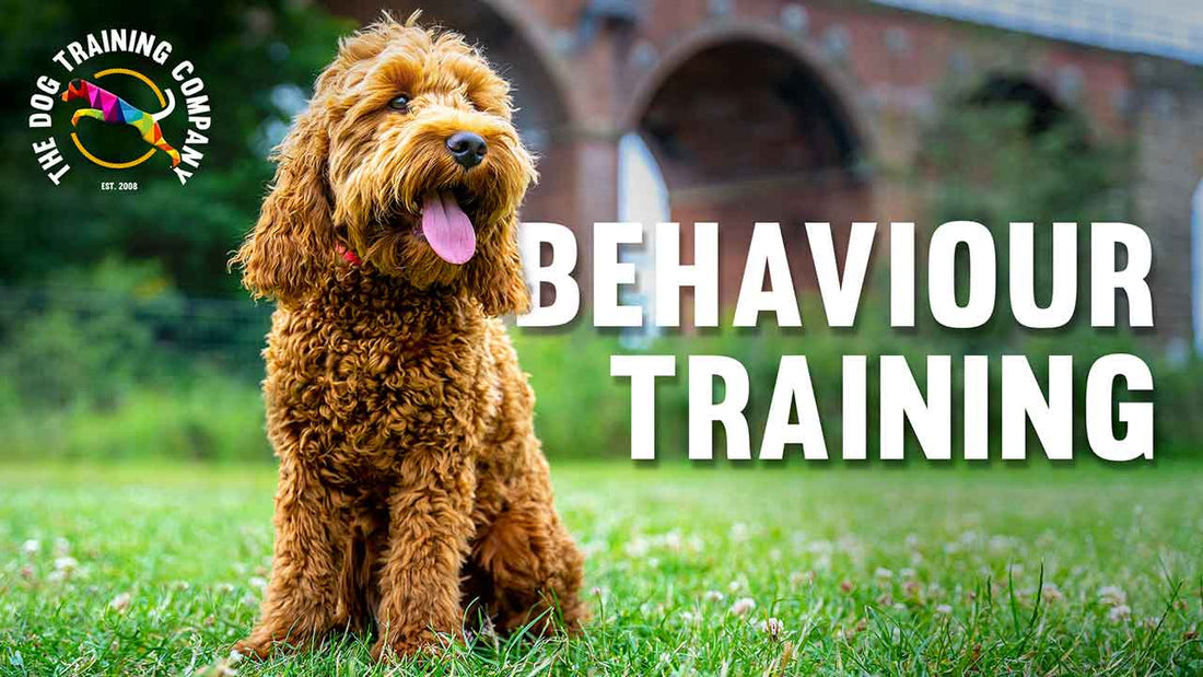 Dog Behaviour Training Yorkshire | The Dog Training Company