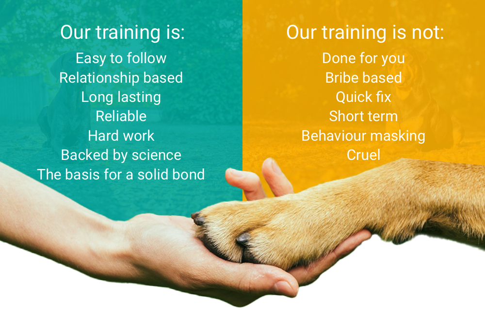 Our Training Explained - The Dog Training Company