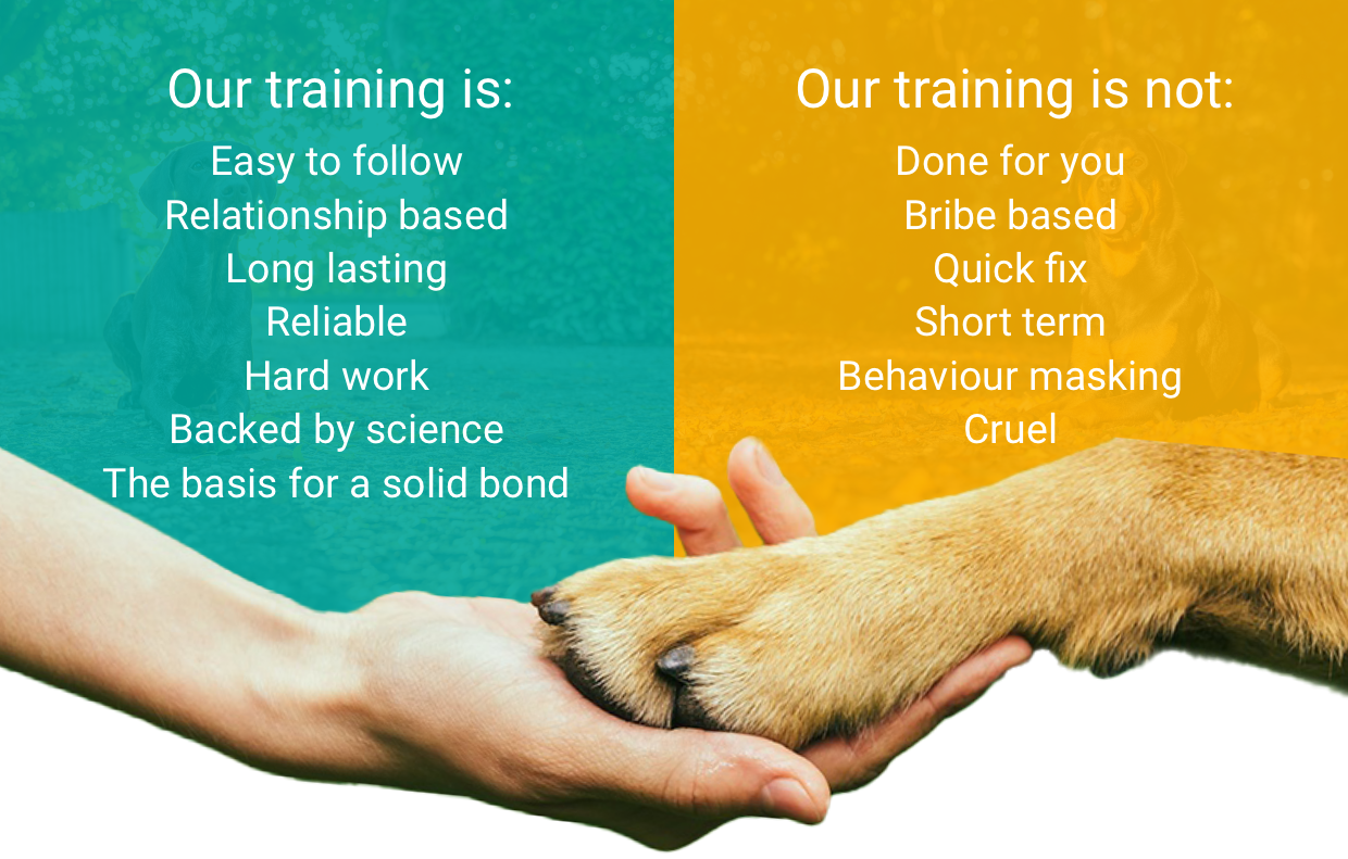 Let's Start Your Training Journey - The Dog Training Company